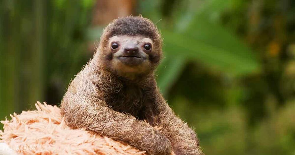 World’s Cutest Baby Sloth Guaranteed to Make You Aww – Madly Odd!