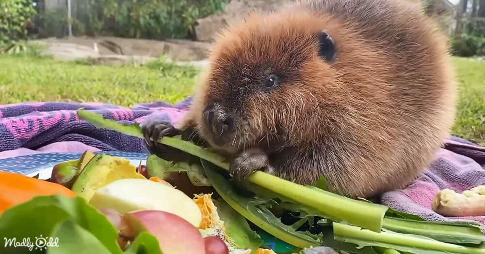 Baby Beaver Astonishes with Genius-Level Object Recognition – Madly Odd!