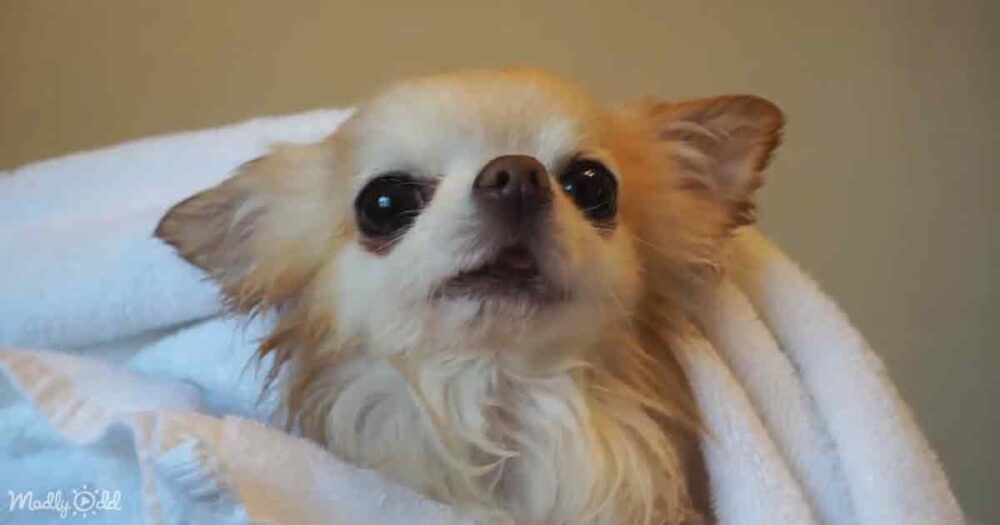 Cedric the Chihuahua’s blissful bathtime adventure – Madly Odd!