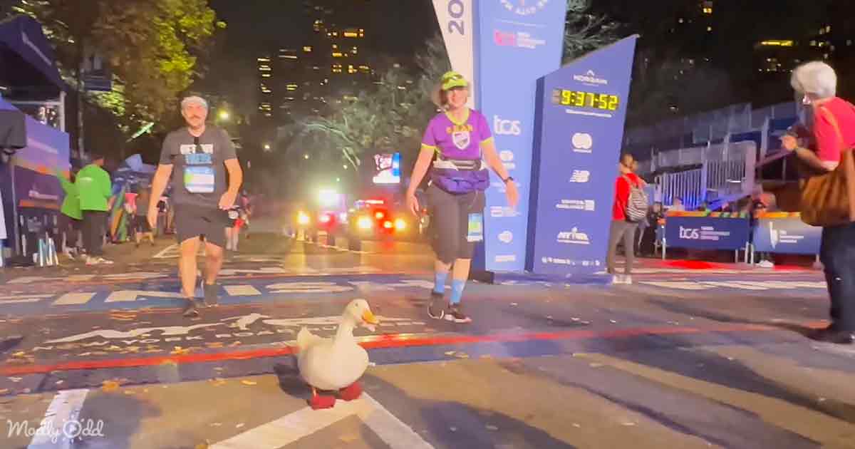 Duck’s daring dash: waddling wonder wins marathon medal and hearts ...