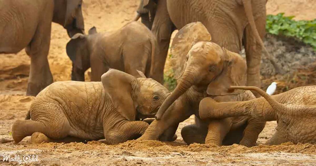 Ingenious Elephants Dig Life-Saving Wells for Water – Madly Odd!