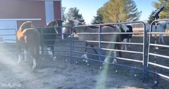 Kramer’s Heartwarming Entrance Captured in Full Video – Madly Odd!
