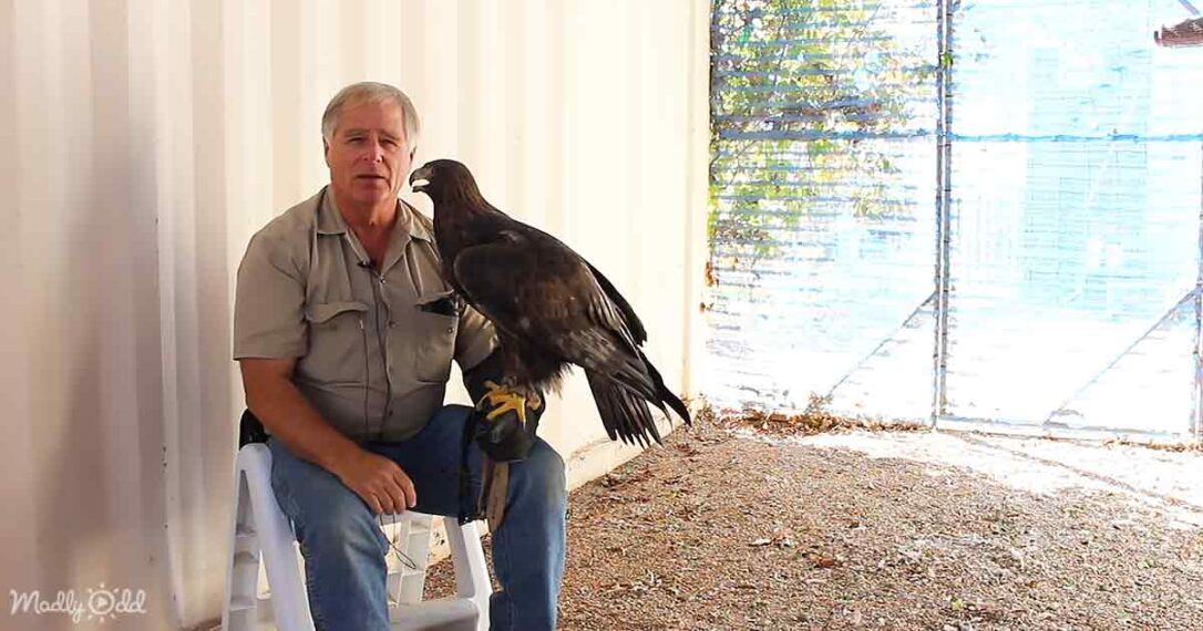Lifeless eagle found breathing and embarks on a remarkable recovery ...