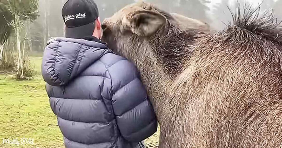 Man finds friendship in 1,322-pound emotional support moose – Madly Odd!