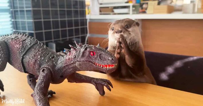 Otter couple’s adorable reactions to Dino’s roar go viral – Madly Odd!