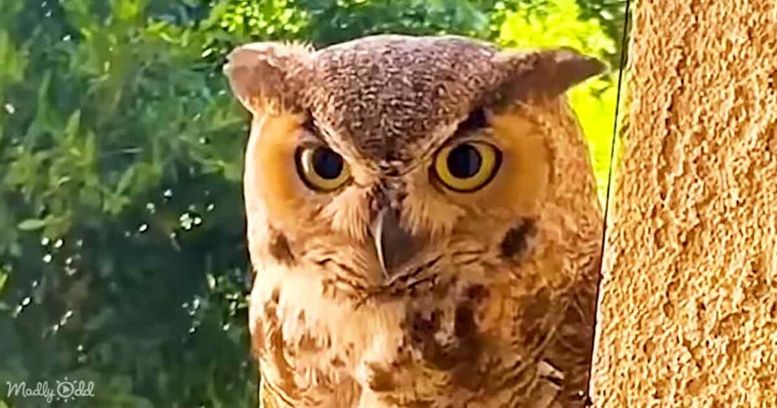 Owl’s Weekly Visit with Grandma: A Heartwarming Story – Madly Odd!
