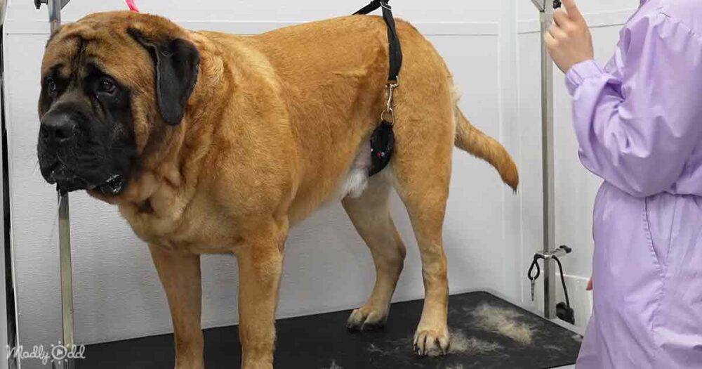 The Hilarious Chronicles Of Life With A 200-Pound Dog – Madly Odd!
