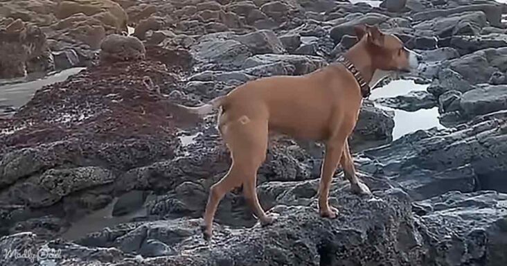 The emotional story of a dog chained up for 1 year – Madly Odd!