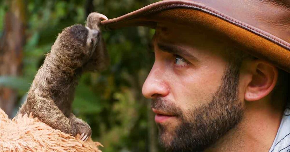 World’s Cutest Baby Sloth Guaranteed to Make You Aww – Madly Odd!