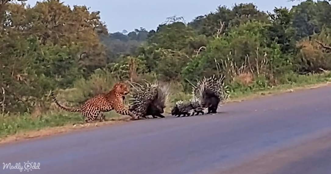 Fierce Parental Love: Porcupine Parents Act Quickly to Protect Babies ...
