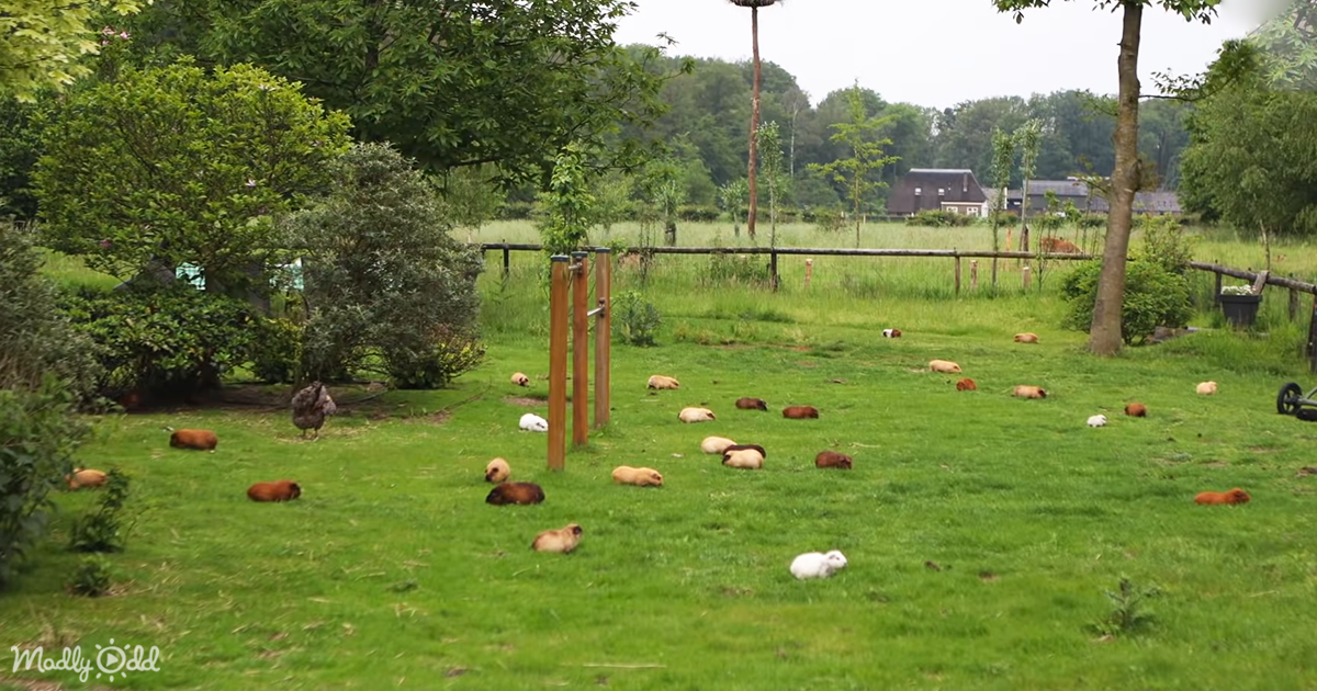 80 Giddy Guinea Pigs Roam Free in Nature’s Playground – Madly Odd!