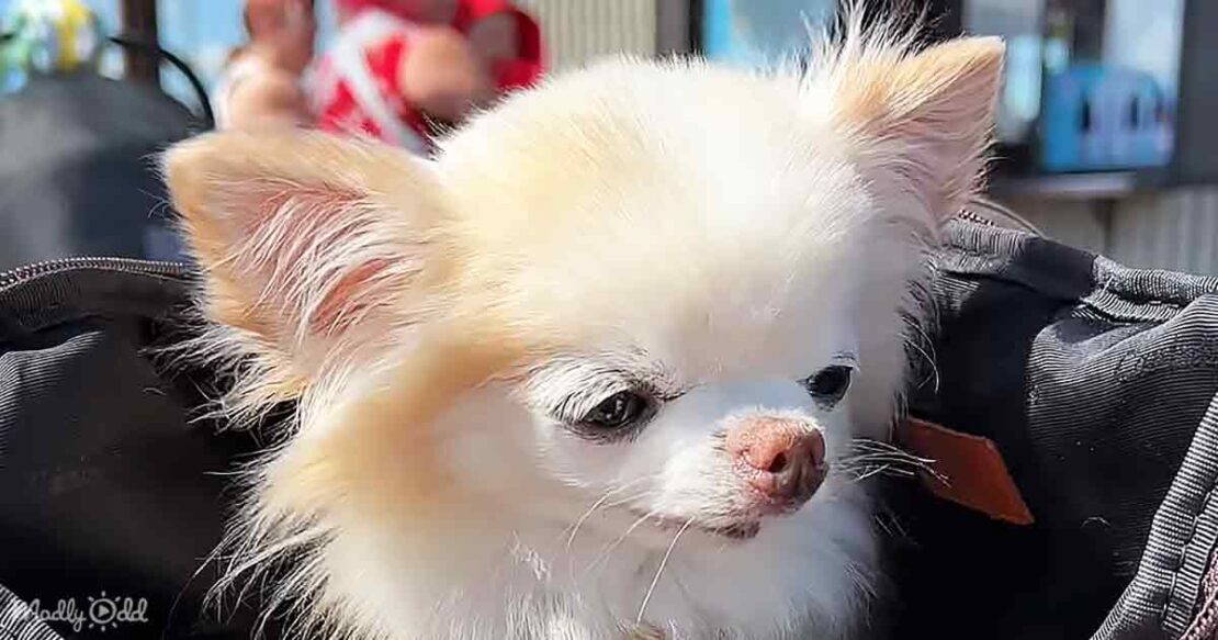 A peek into the life of a tiny Chihuahua named Cedric