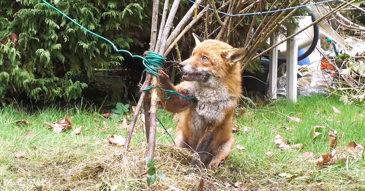 A tangled fox gets a helping hand in a heartfelt garden rescue