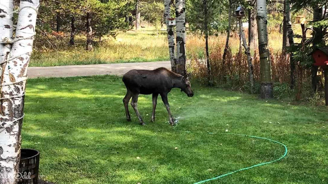 Parrot learns to play basketball with miniature ball and hoop – Madly Odd!