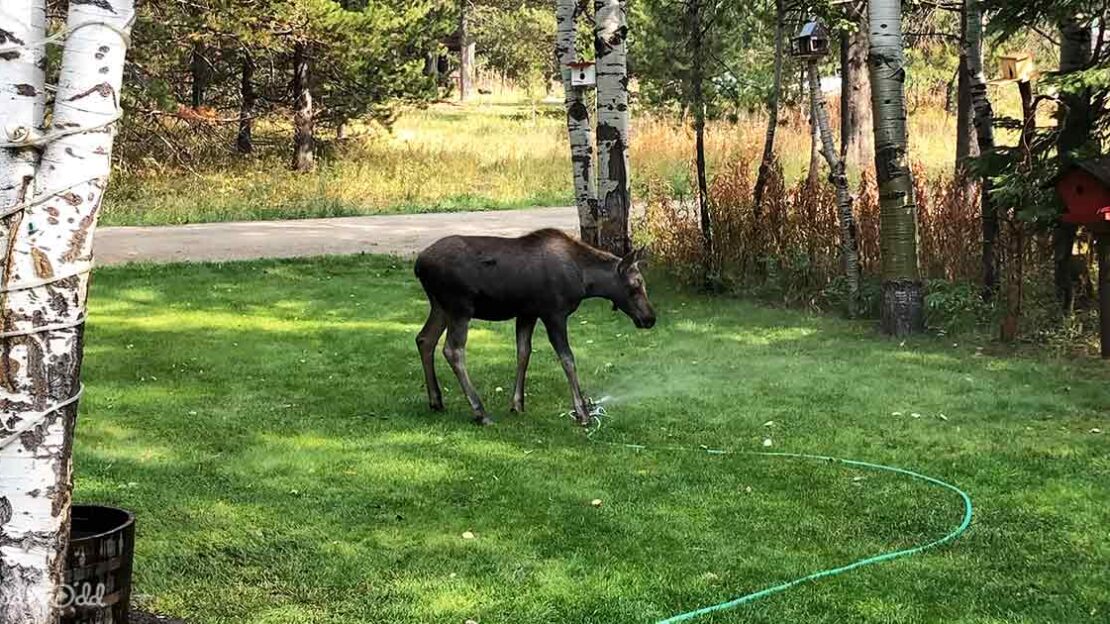 Parrot learns to play basketball with miniature ball and hoop – Madly Odd!