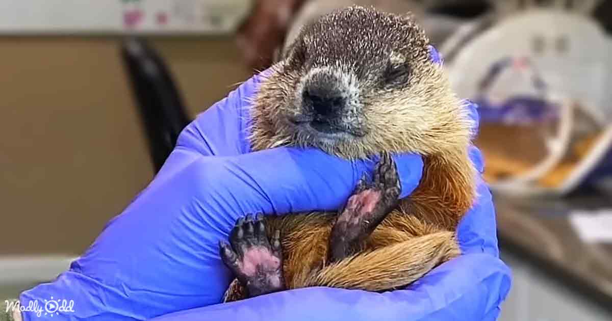 Baby Beaver Astonishes with Genius-Level Object Recognition – Madly Odd!