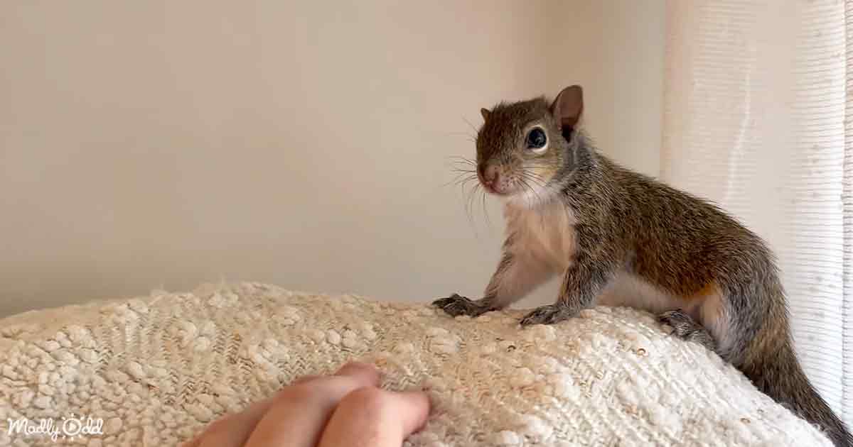 Brucey the Baby Squirrel’s Peek-a-Boo Will Brighten Your Day