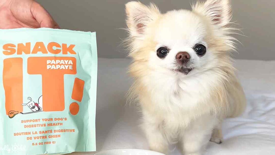 Curious capybaras can’t wait to politely tear apart a massive pumpkin ...
