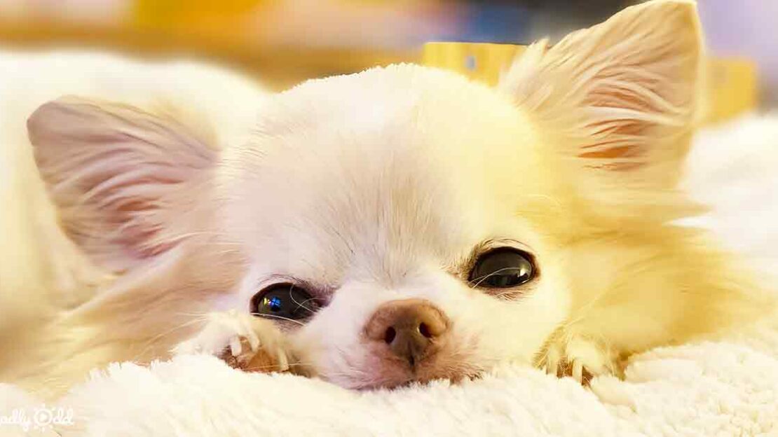 Woman races against time to help 2-pound Great Dane walk – Madly Odd!