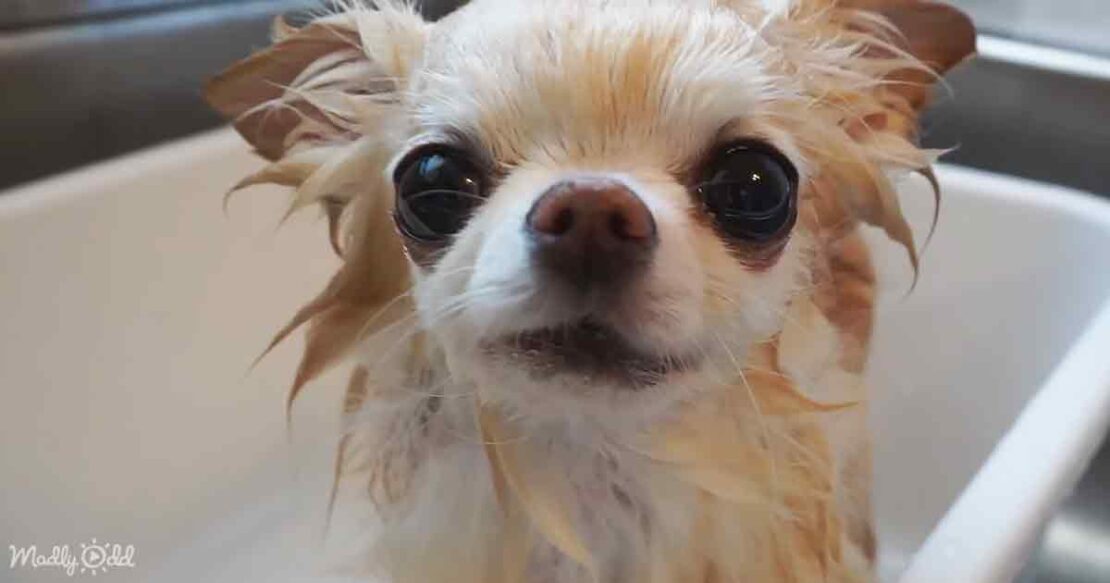 Cedric the Chihuahua’s blissful bathtime adventure – Madly Odd!