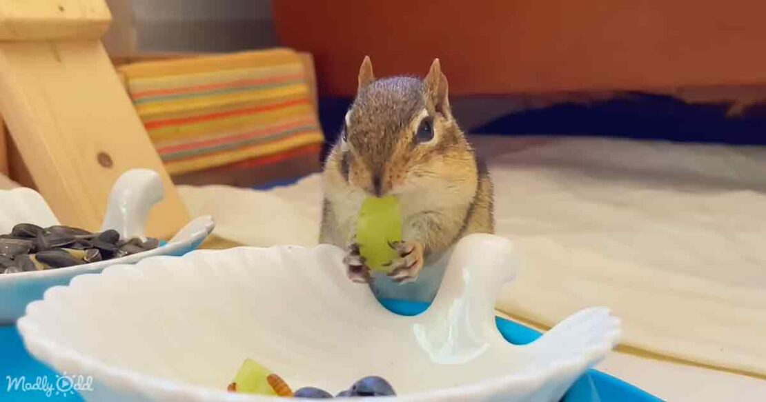 Chucky the Chipmunk: Internet’s New Adorable Sensation – Madly Odd!