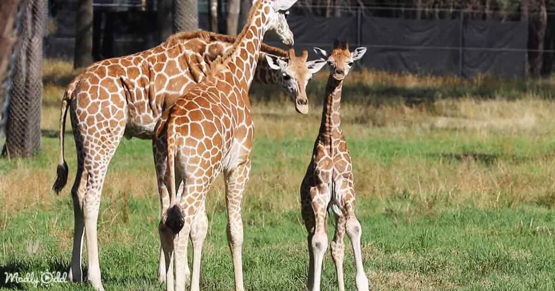 Curious herd welcomes adorable baby giraffe with open arms – Madly Odd!