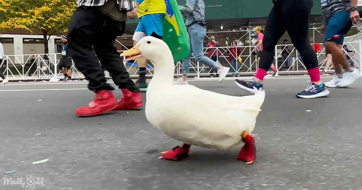 Duck’s daring dash: waddling wonder wins marathon medal and hearts