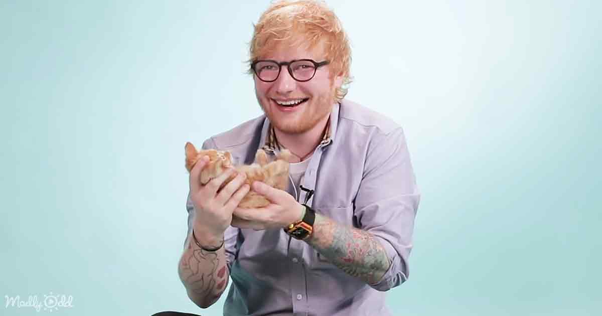 Ed Sheeran falls in love with a little ginger kitten that looks just ...