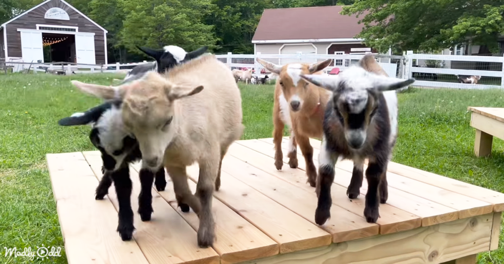 Get Ready for a Lift: Hilarious Goat Playtime! – Madly Odd!