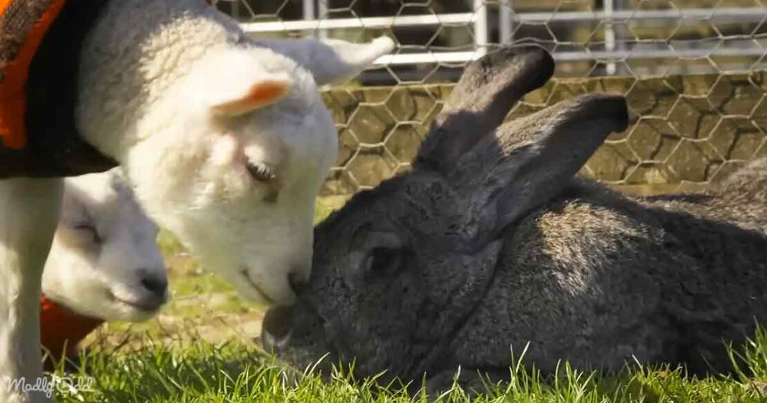 Giant bunny befriends baby lambs in heartwarming video – Madly Odd!