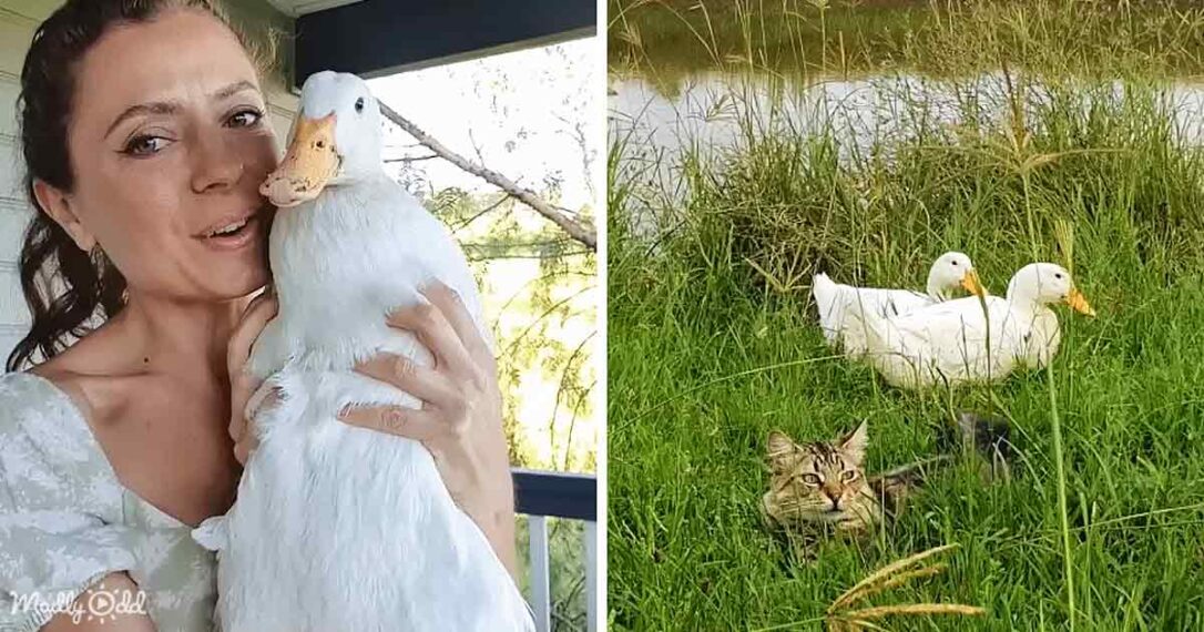 Kindhearted Woman Restores Hope for Unlucky Duck – Madly Odd!