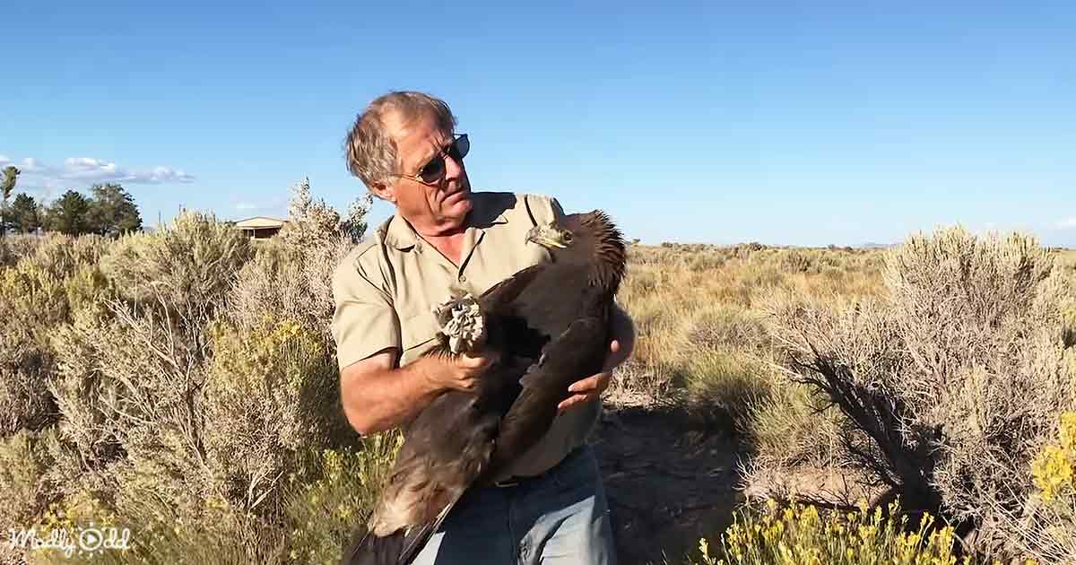 Lifeless eagle found breathing and embarks on a remarkable recovery