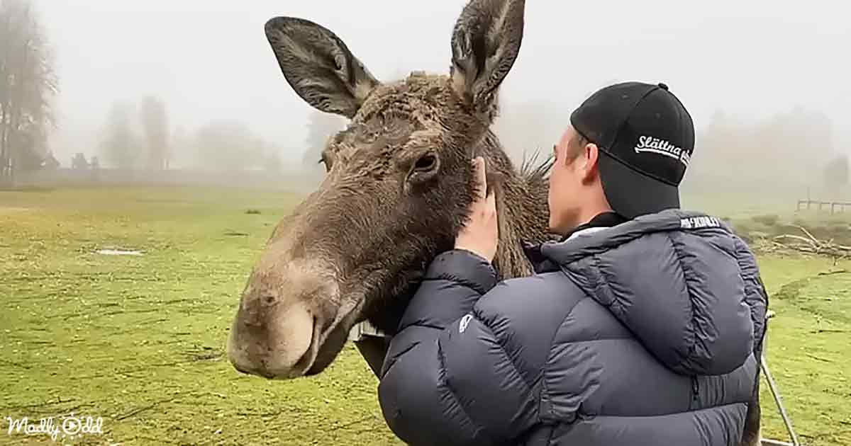 Man finds friendship in 1,322-pound emotional support moose – Madly Odd!