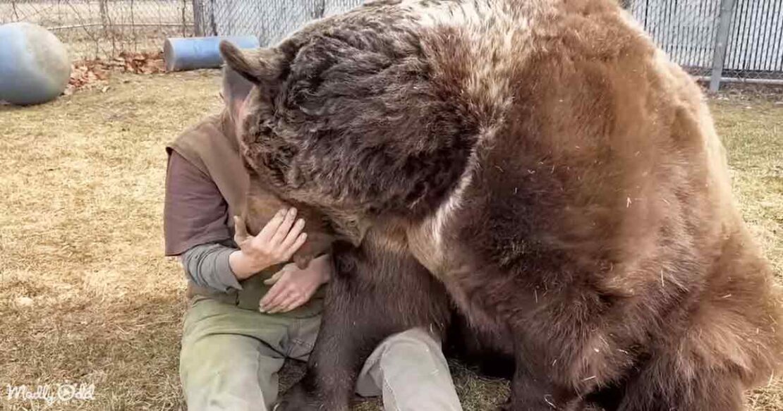 Adorable moment – Giant Syrian bear snuggles with rescuer – Madly Odd!