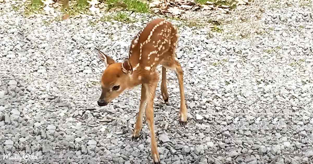 Orphaned baby deer’s touching plea for help – Madly Odd!