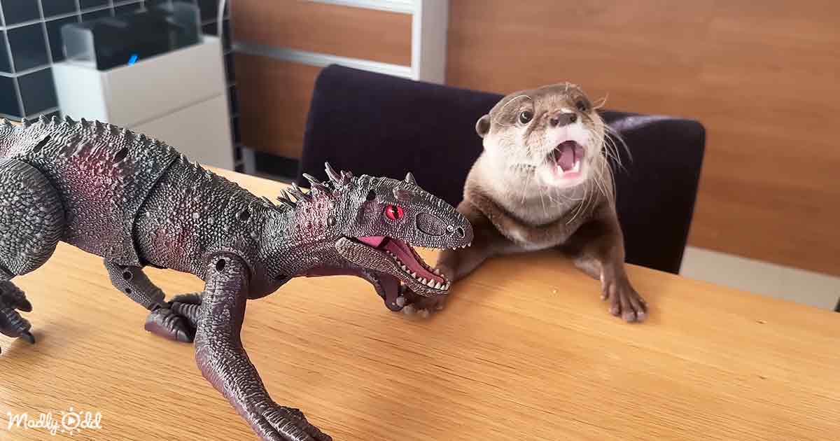 Otter couple’s adorable reactions to Dino’s roar go viral – Madly Odd!