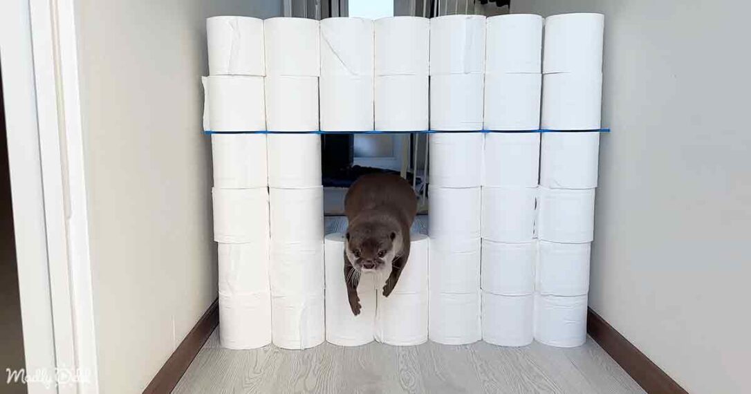 Otters Hilariously Attempt the Toilet Paper Challenge – Madly Odd!