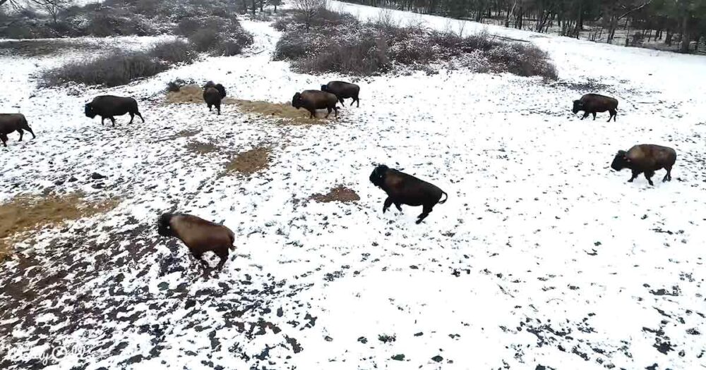 Stunning Drone Footage of Bison Frolicking in the Snow – Madly Odd!