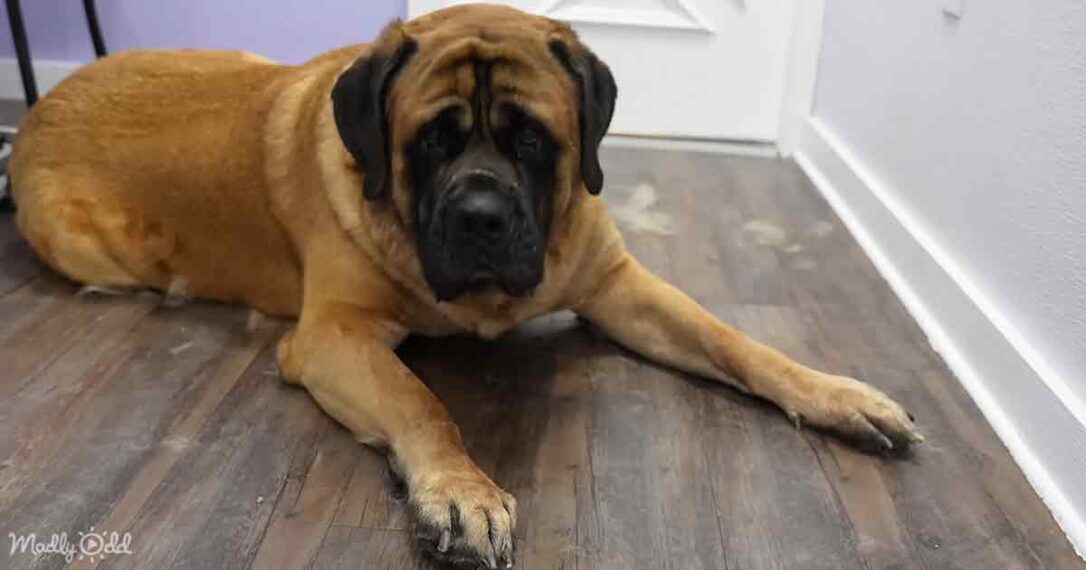 The Hilarious Chronicles Of Life With A 200-Pound Dog – Madly Odd!