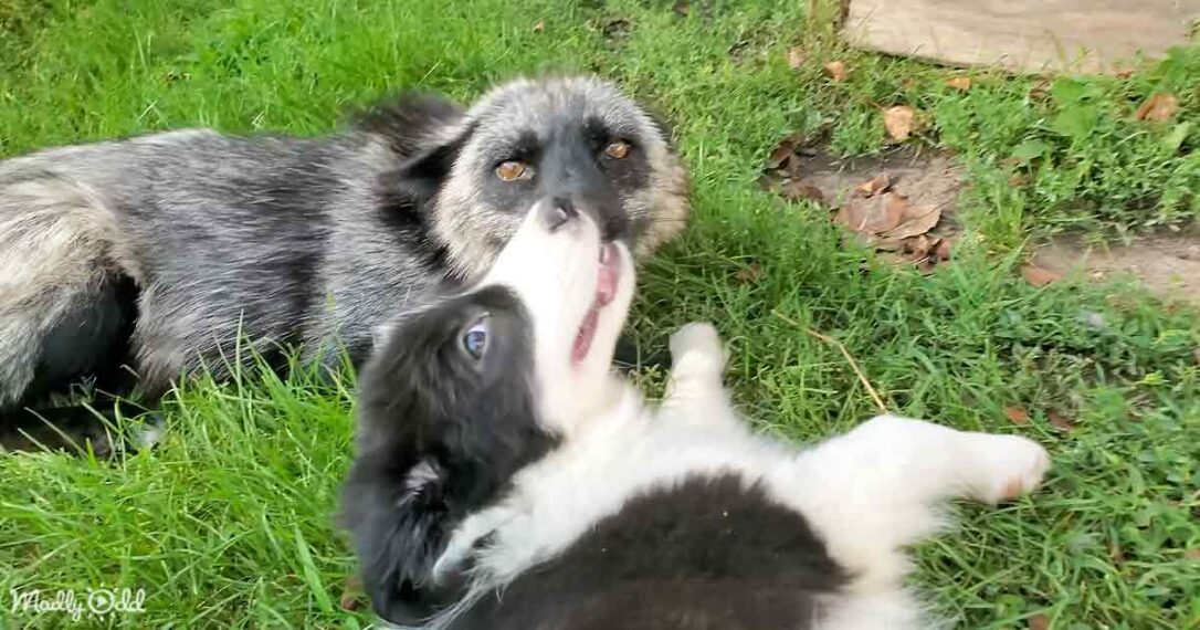 The Unbelievable Happiness of This Fox Will Melt Your Heart – Madly Odd!