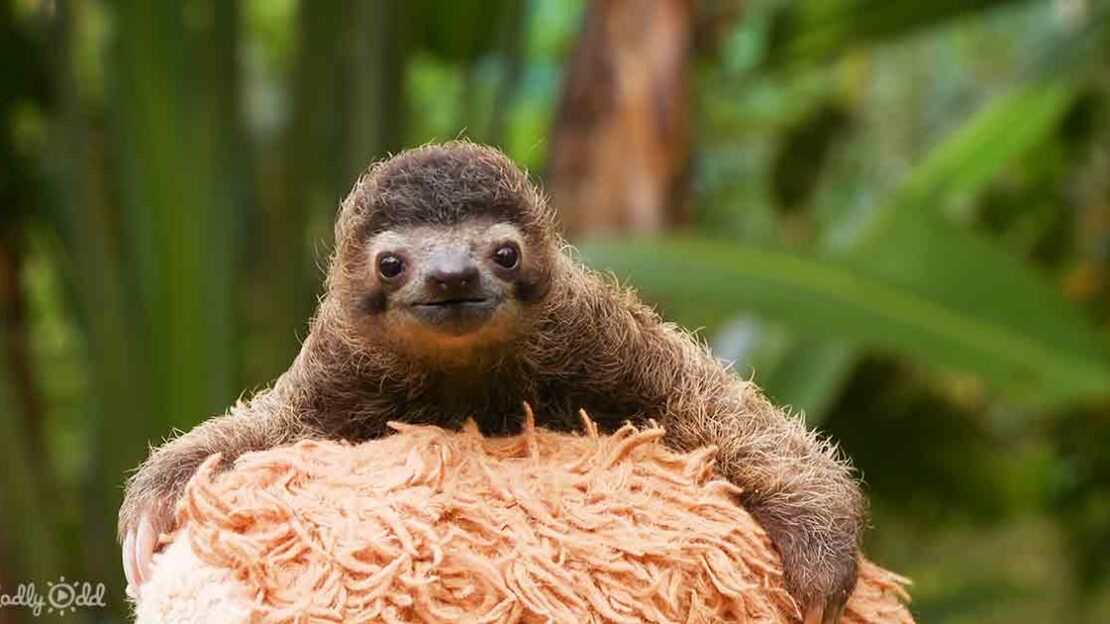 Dog abandoned in the countryside chases down car begging to be rescued ...