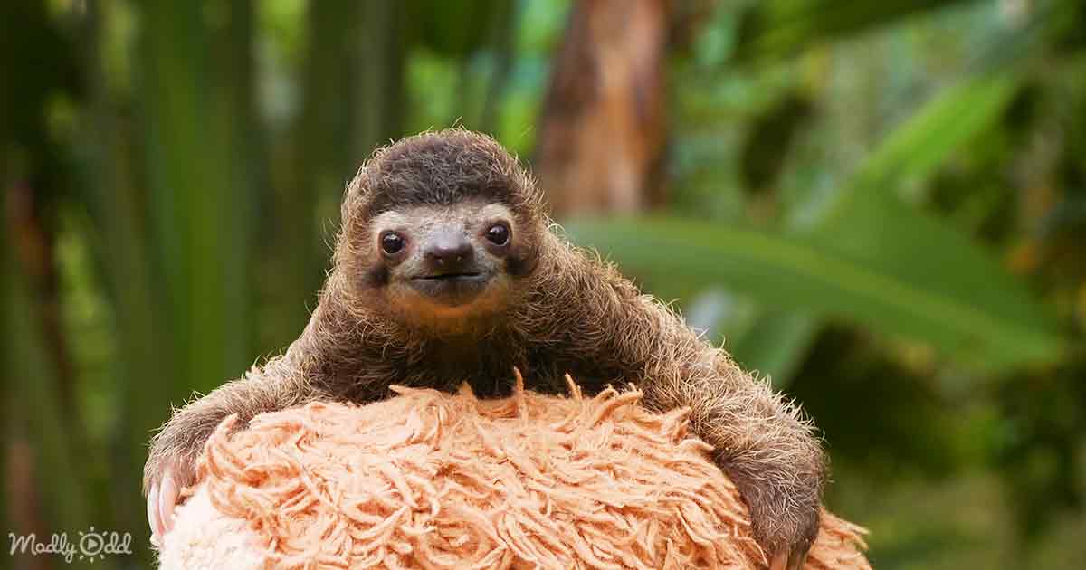 World’s Cutest Baby Sloth Guaranteed to Make You Aww