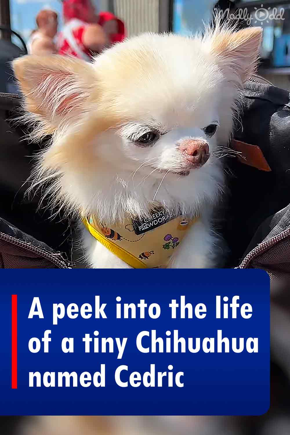 A peek into the life of a tiny Chihuahua named Cedric – Madly Odd!