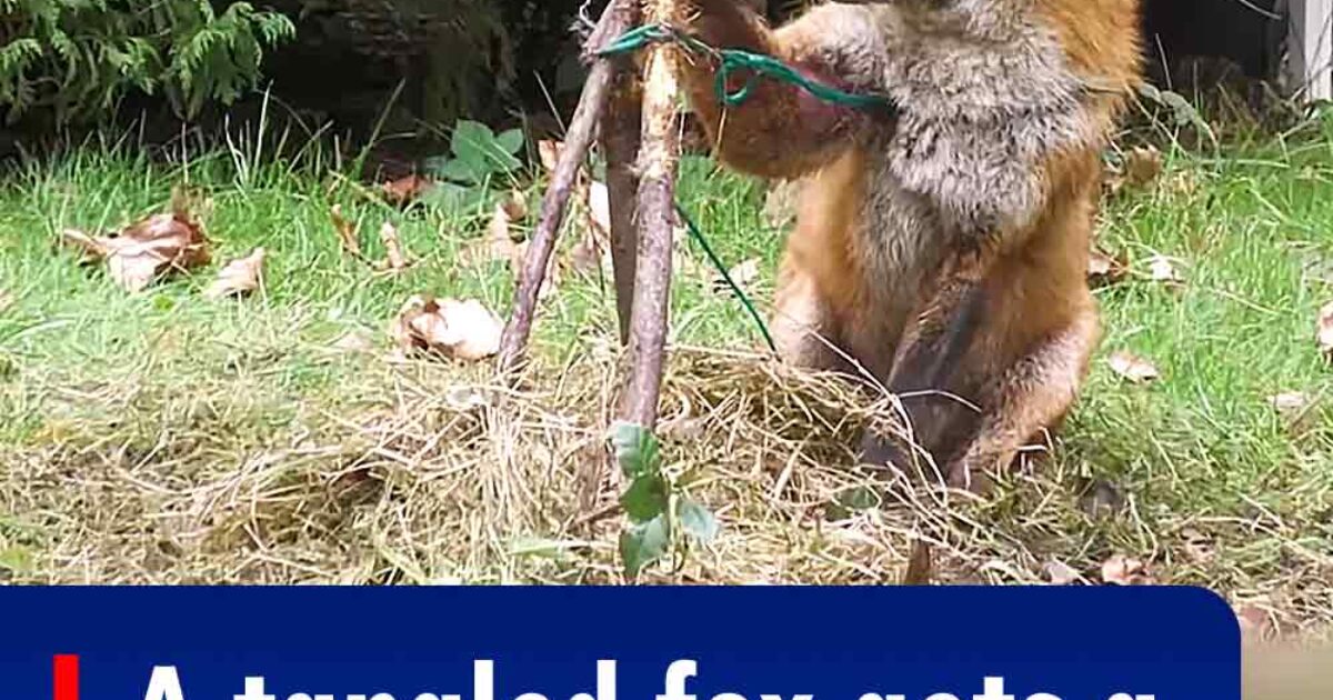 A tangled fox gets a helping hand in a heartfelt garden rescue