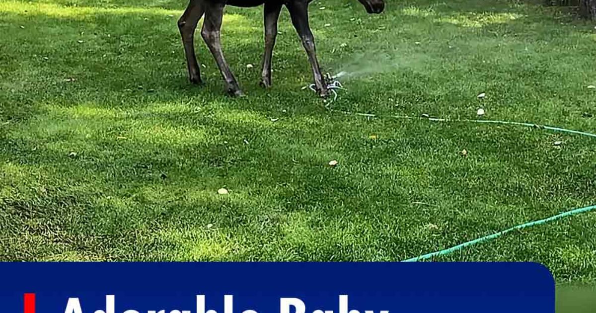 Adorable Baby Moose Hilariously Takes on Sprinkler Battle