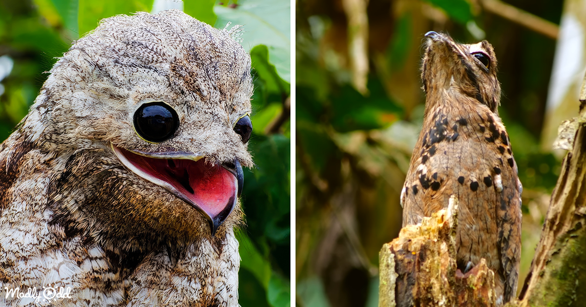 This Bird Looks Like A Cartoon, But Acts Like A Stick – Madly Odd!