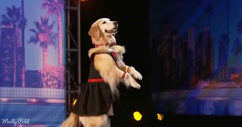 10 incredible canine acts that will bring joy to your day – Madly Odd!