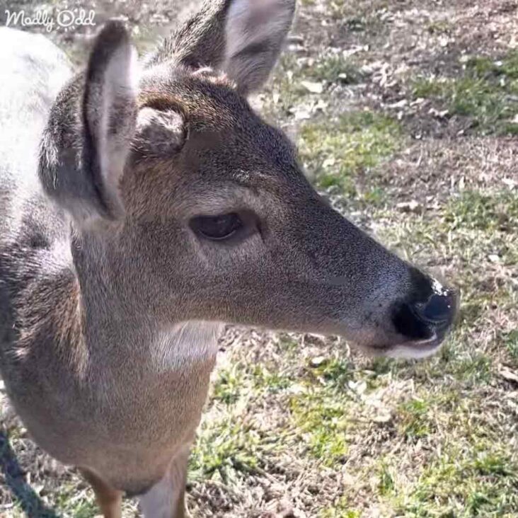 Adorable deer devours Grandma’s homemade biscuits – Madly Odd!