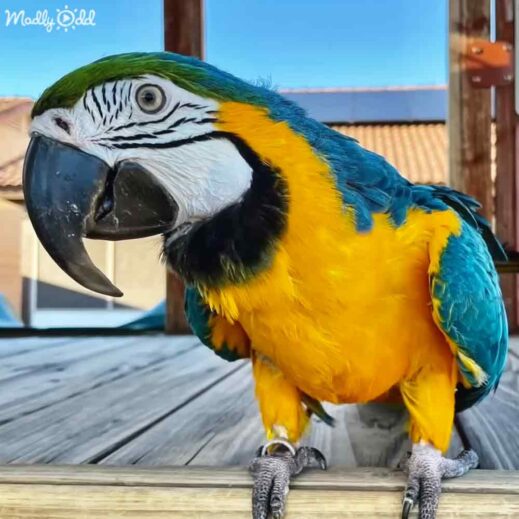 An unloved parrot’s life-changing adoption story – Madly Odd!