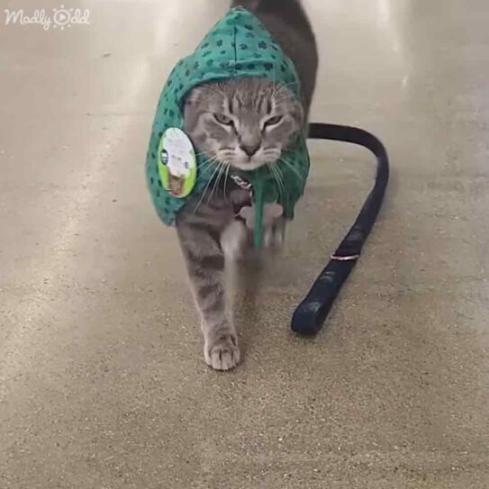 Delightful cat named “Meatball” sends joy vibes everywhere he goes ...